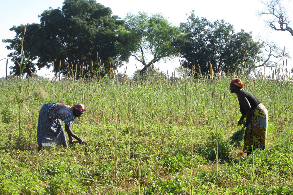 Secteur agricole : le gouvernement se dote d’outils stratégiques ...